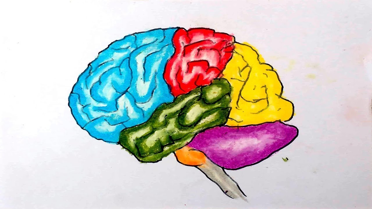 How to draw Brain |how to draw human brain step by step with oil pastel ...