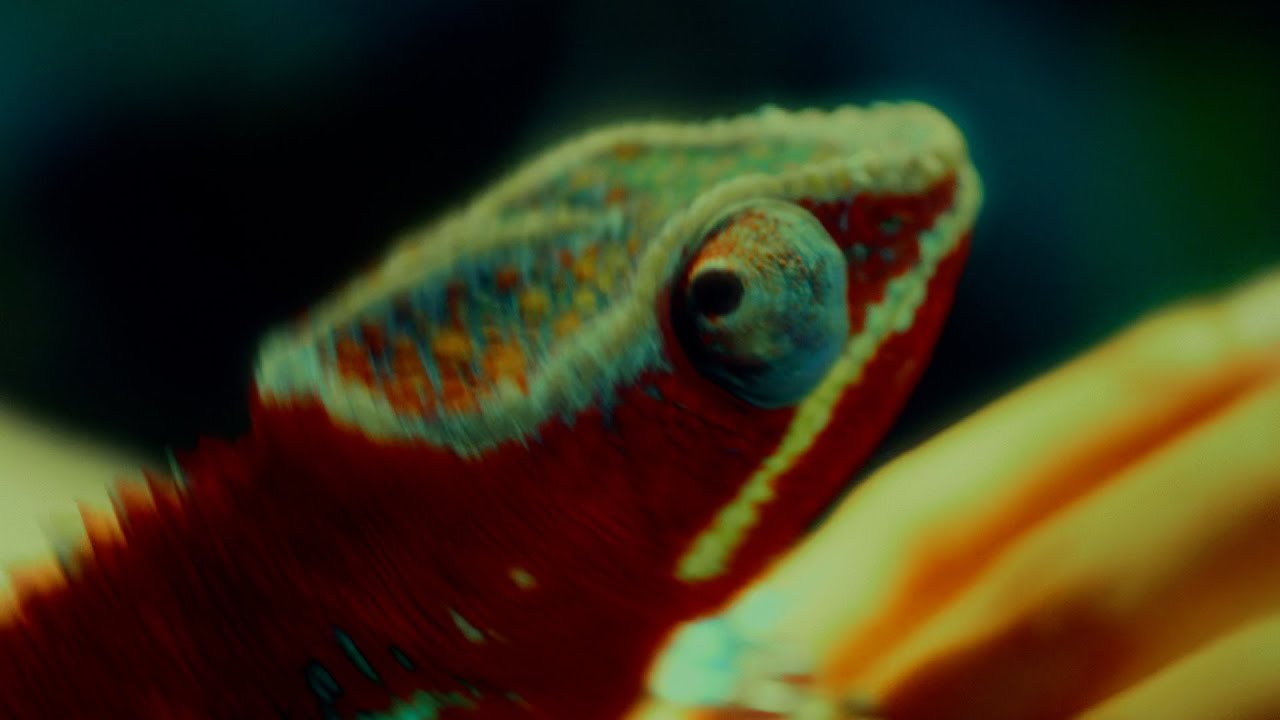 moon tang - i love u (official video) - YouTube