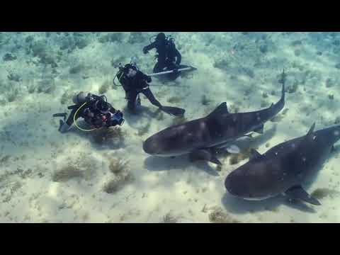 En 7-9-4 İngilis dili 7-ci sinif Unit 9 Extreme sports