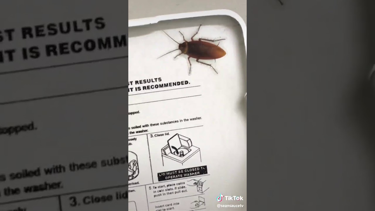 Cockroach mold - مقلب الصرصور - YouTube