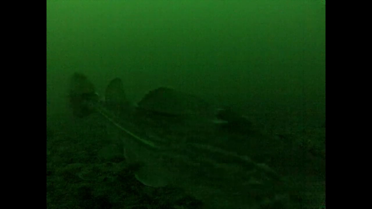 Cook Inlet, AK Halibut - YouTube