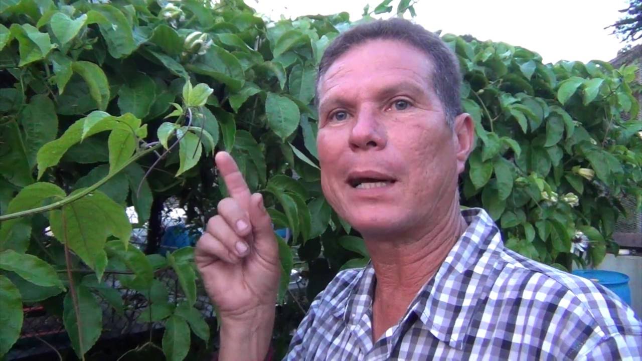 La Parcha en el Huerto 2/2 - YouTube