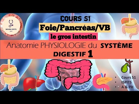 cours S1: Anatomie PHYSIOLOGIE du SYSTÈME DIGESTIF (4) : organes ...