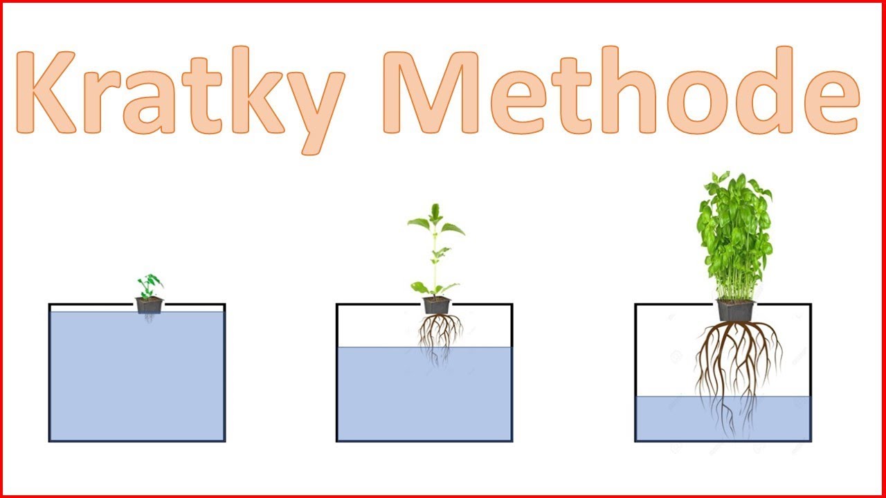 Hydroponik - Die Kratky-Methode | Harry Pilawski - YouTube