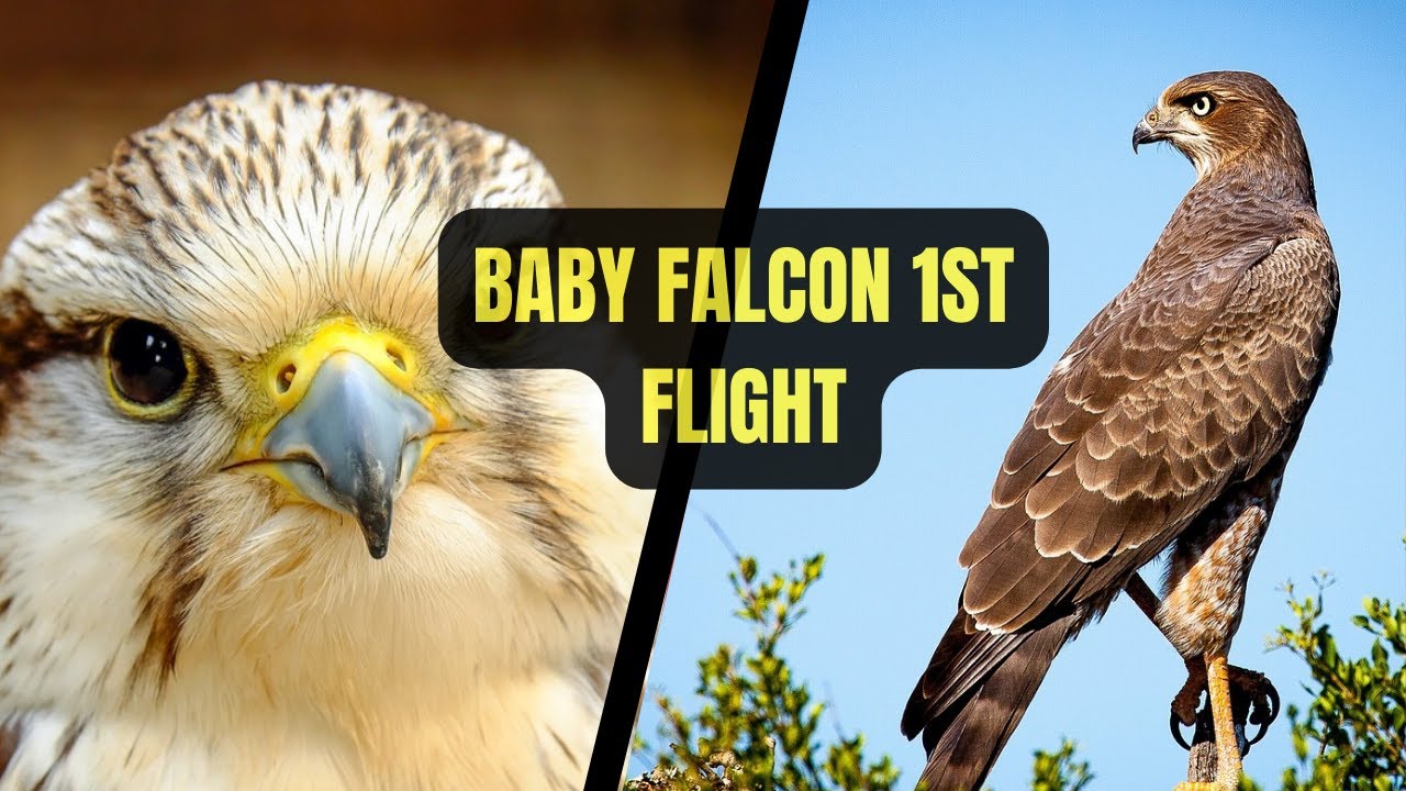 Baby Falcon First Flying | Animal Babies | Frma Informative - YouTube