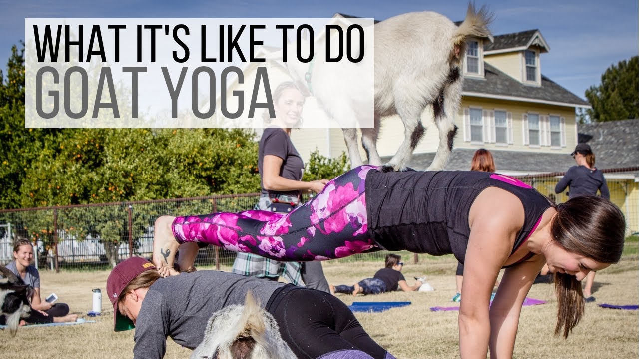 Goat Yoga in Gilbert, Arizona - YouTube