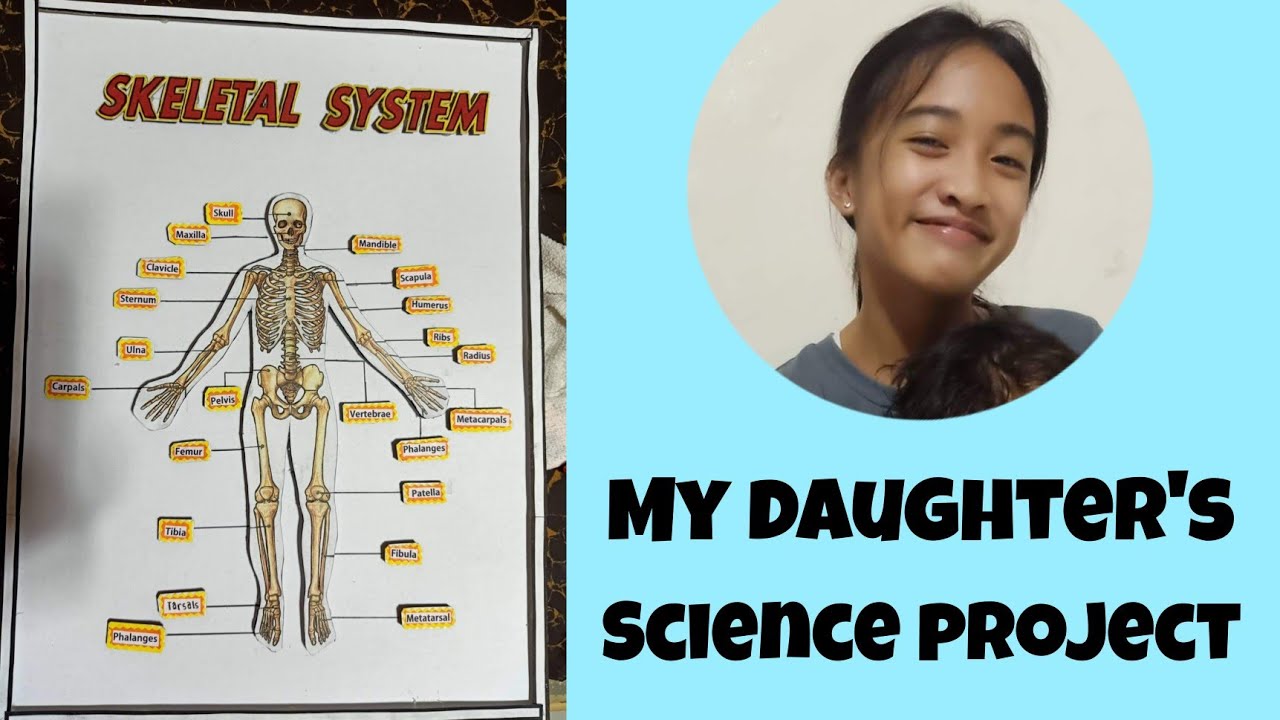 Skeletal System: Science Project of my Daughter! - YouTube