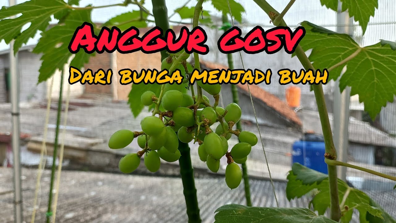 Anggur gosv dari bunga menjadi buah - YouTube