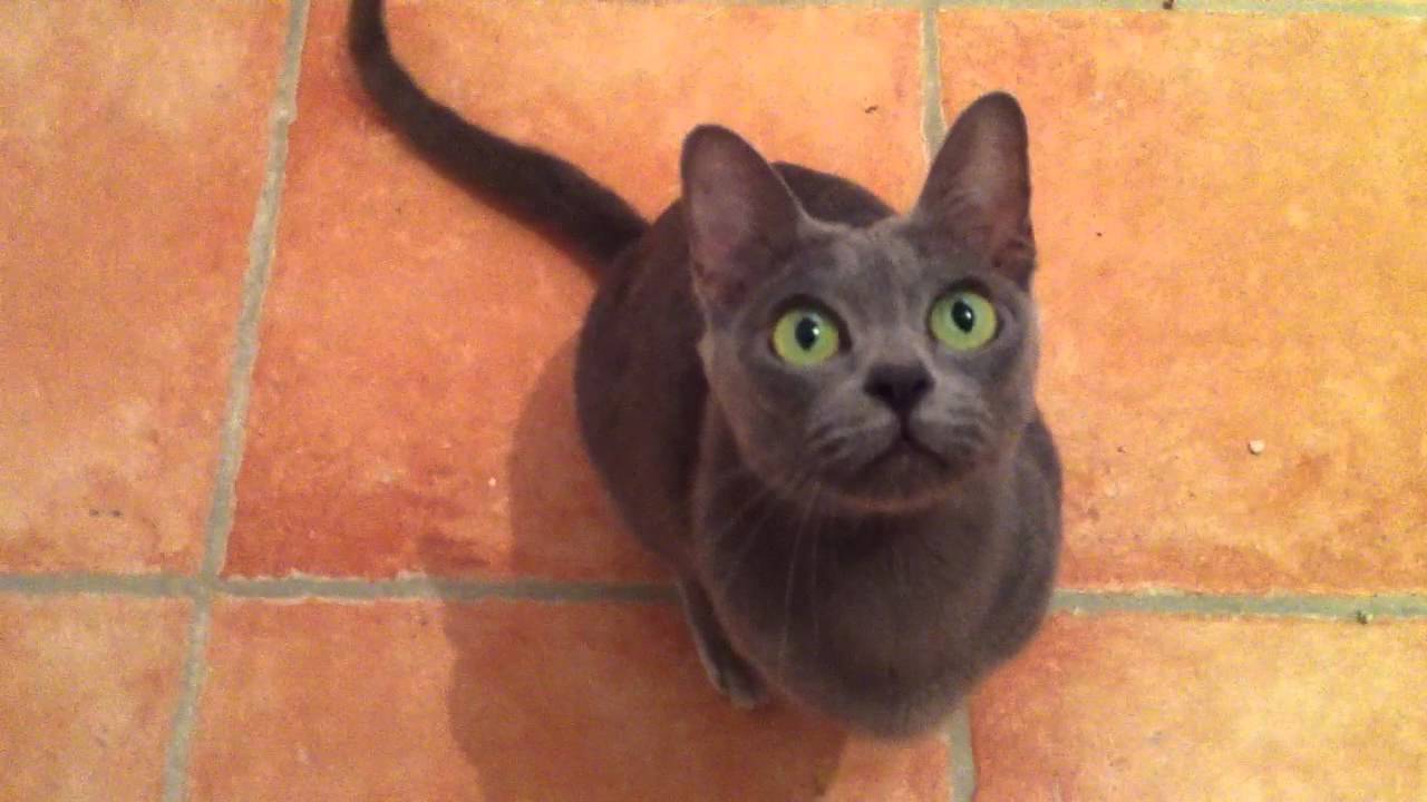 Passaya Chomesri - Korat female cat - YouTube