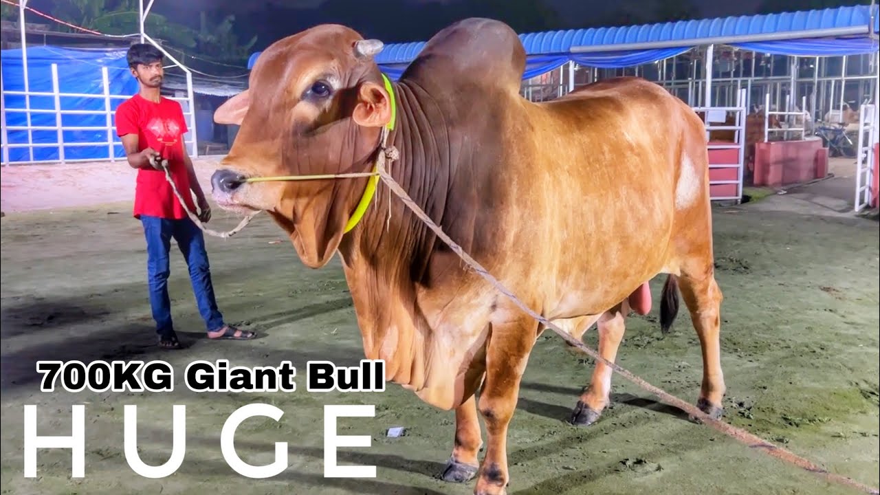 Huge 700Kg Giant Shahiwal Deshal Bull | Samarai Cattle Farm | MashAllah ...