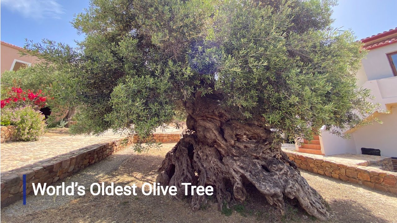 World’s Oldest Olive Tree | Ano Vouves | Crete | Greece | 2024 may ...