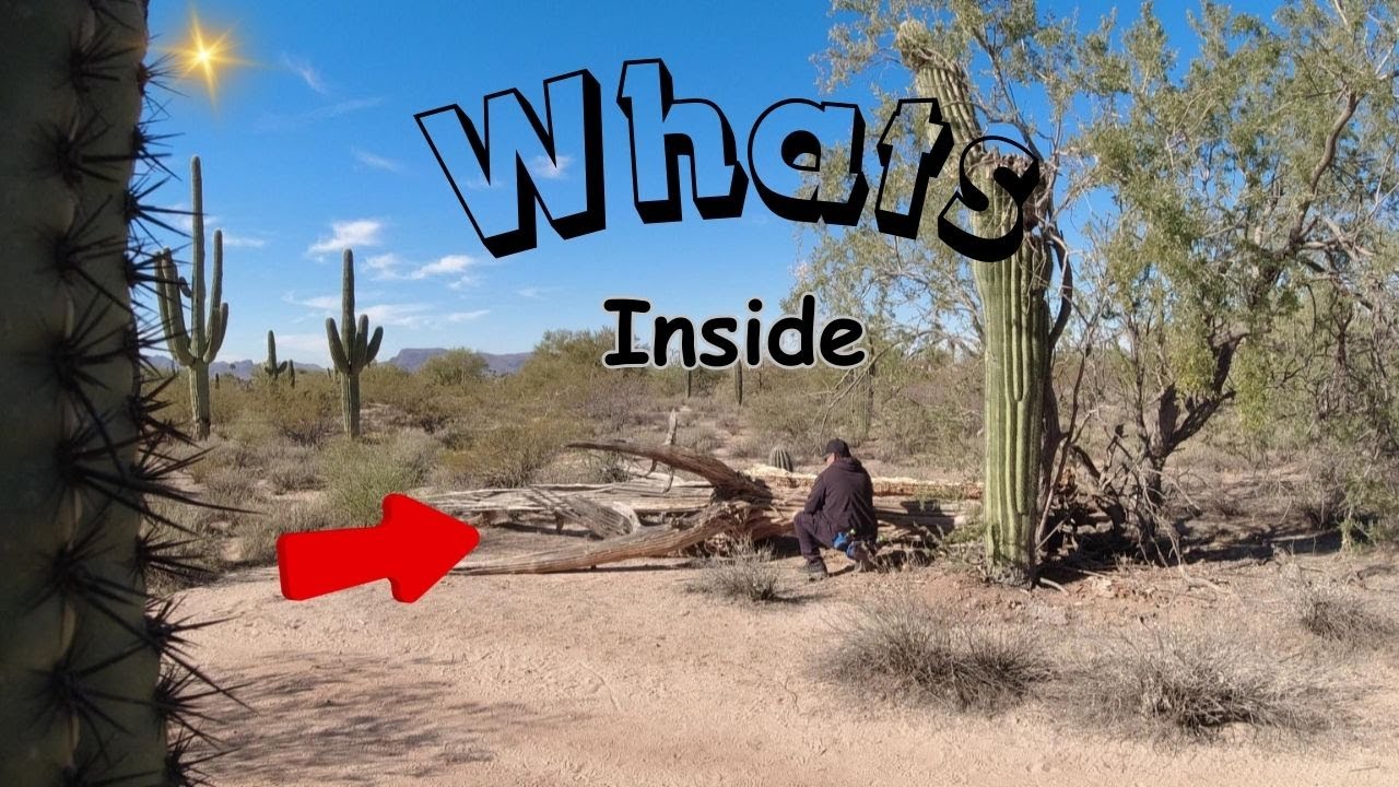 Whats Inside A Saguaro Cactus ??? - YouTube