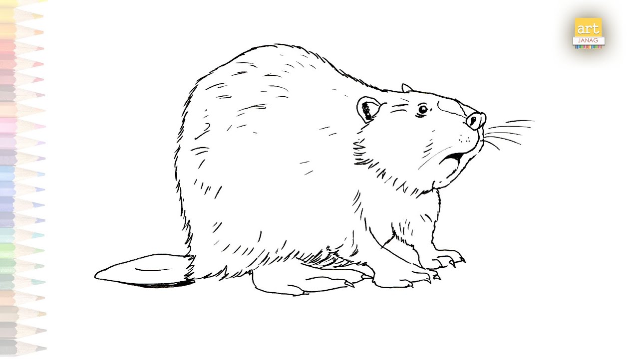 American Beaver DRAWING videos | Beaver drawings | How to draw American ...