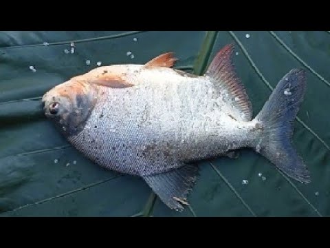 Rup chanda mass / ৰ‌ুপ চানধা মাছ/ Big pomfred fish /@ Nehar's kitchen ...