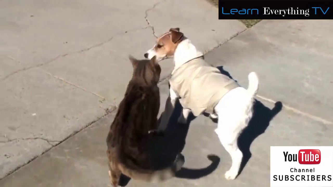 Angry Cats VS Dogs Funny Compilation 2017 !!! part1/ Learn Everything ...