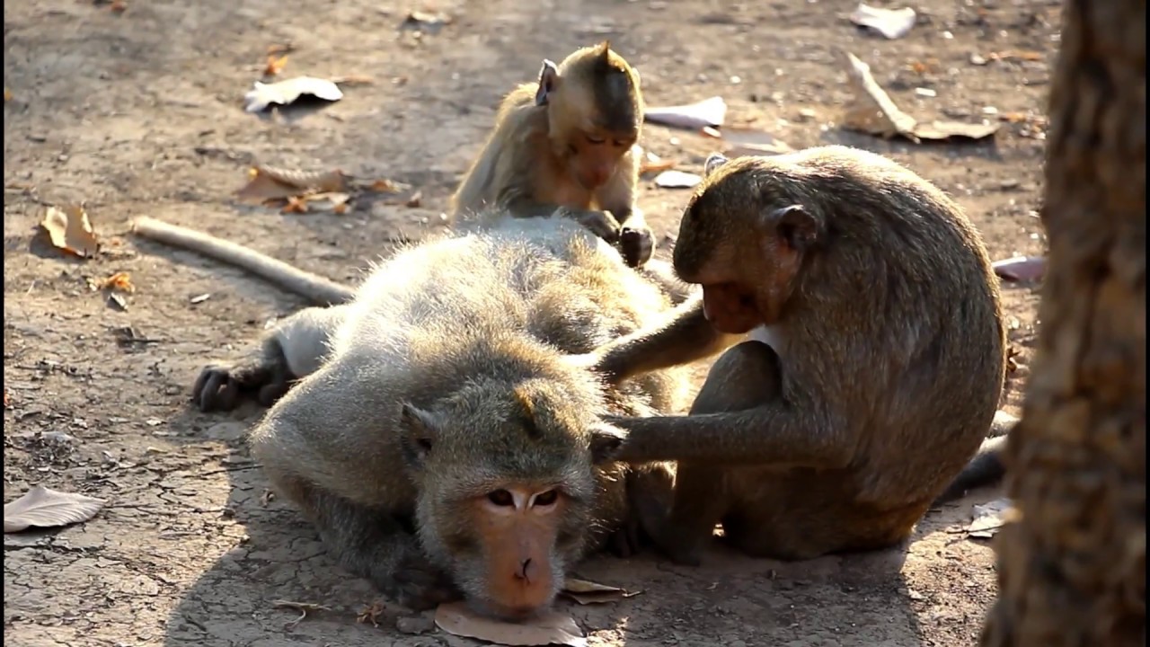 Style Of Monkey Ah Chap Sleep But He Look Protect All Monkey - YouTube