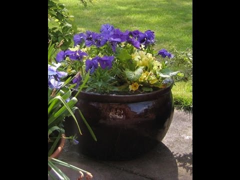 Violet from Paint Box by June Armstrong - YouTube
