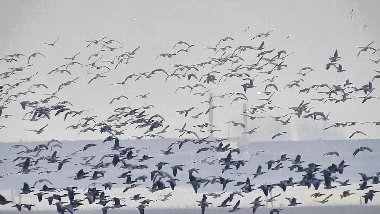 Wildgänse im Flug Emden Schöpfwerk Borssum Wild Geese flight over river ...