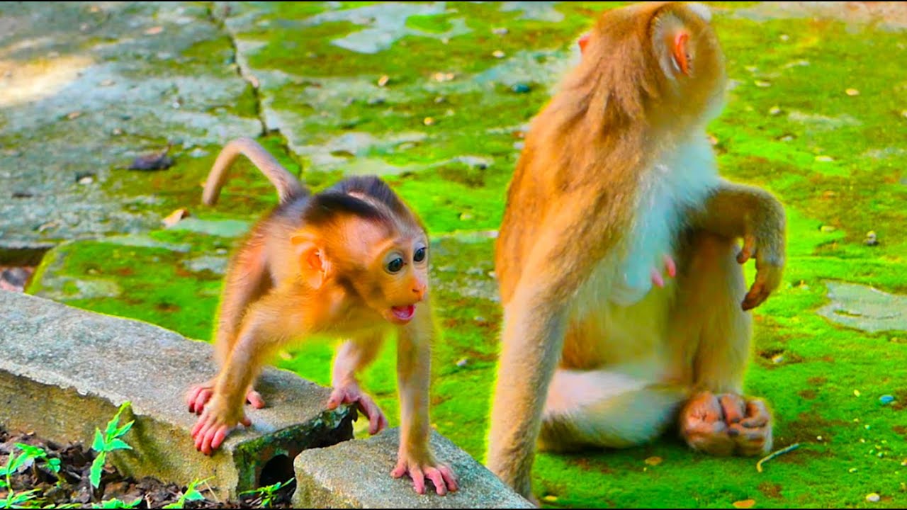 It is so cute when the baby monkey makes an adorable face for the ...
