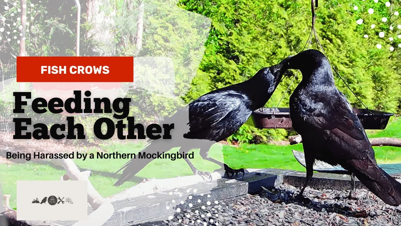 Crows Feeding and Vocalizing to Each Other While Being Harassed By a ...