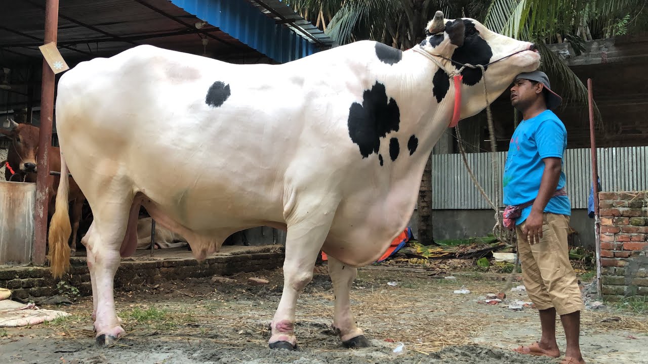Giant Austral Bull | Buggest of 2020 | Kurbani Eid 2020 | Guy with The ...