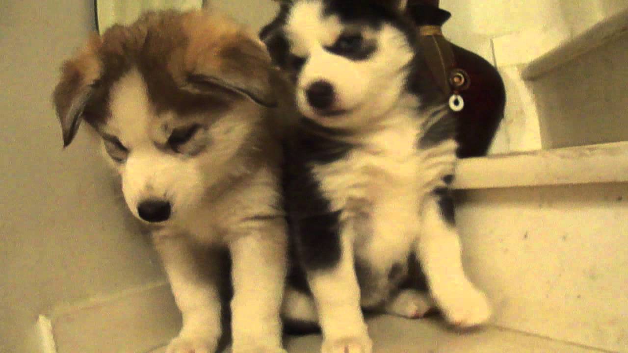 siberian husky:) - YouTube