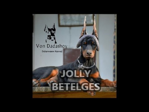 Sırbistandan Gelen Şampiyon Yavrumuz Aileye Katıldı