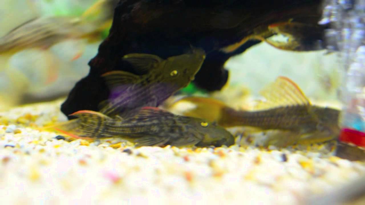 L024 Red Fin Cactus Pleco - YouTube