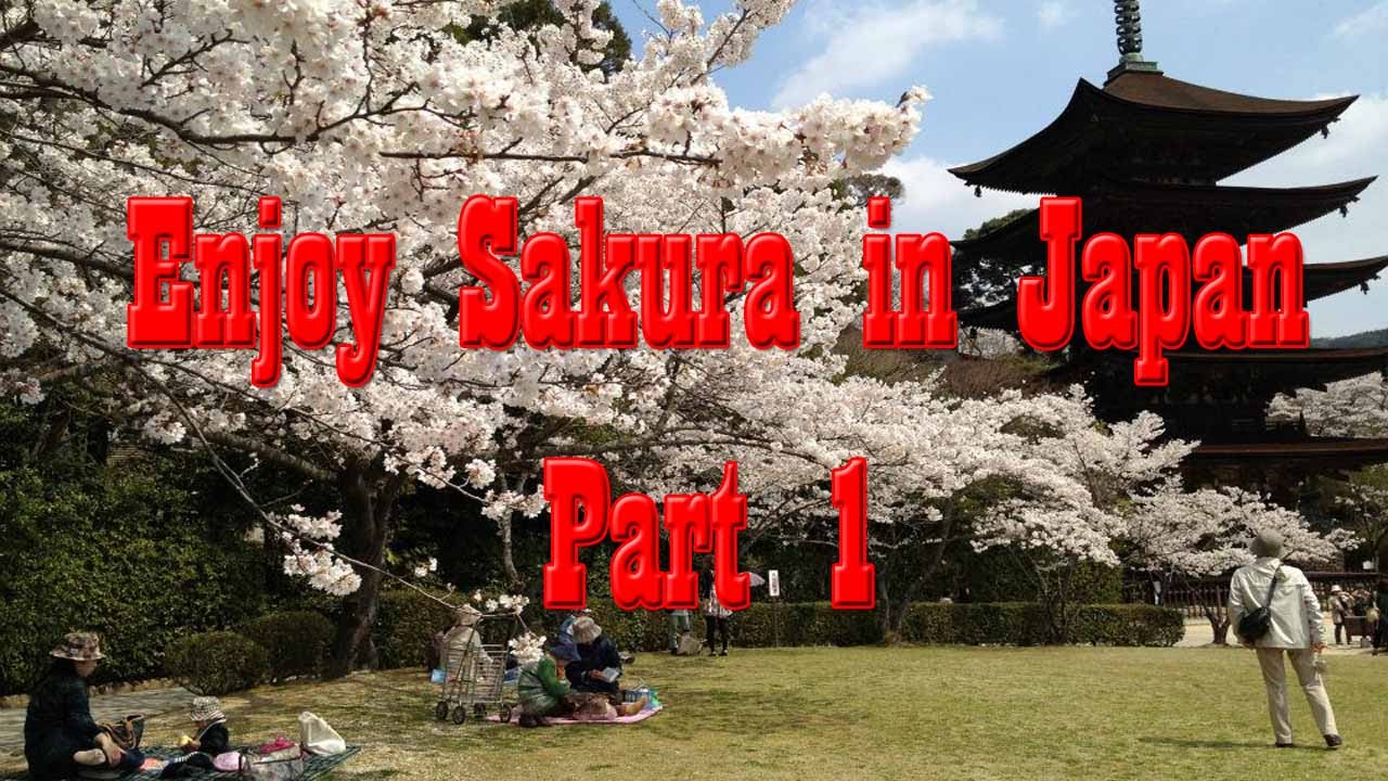 Sakura in Japan - Yamaguchi City Tour [Part 1] - YouTube