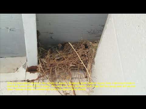 A baby bird in a nest at a bus stop - location near James J. Braddock ...
