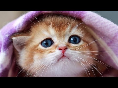 Funny fluffy cats, they are so cute - YouTube