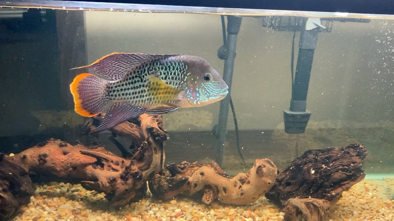 THE GREEN TERROR CICHLID !!! (Care Guide & Info) - YouTube