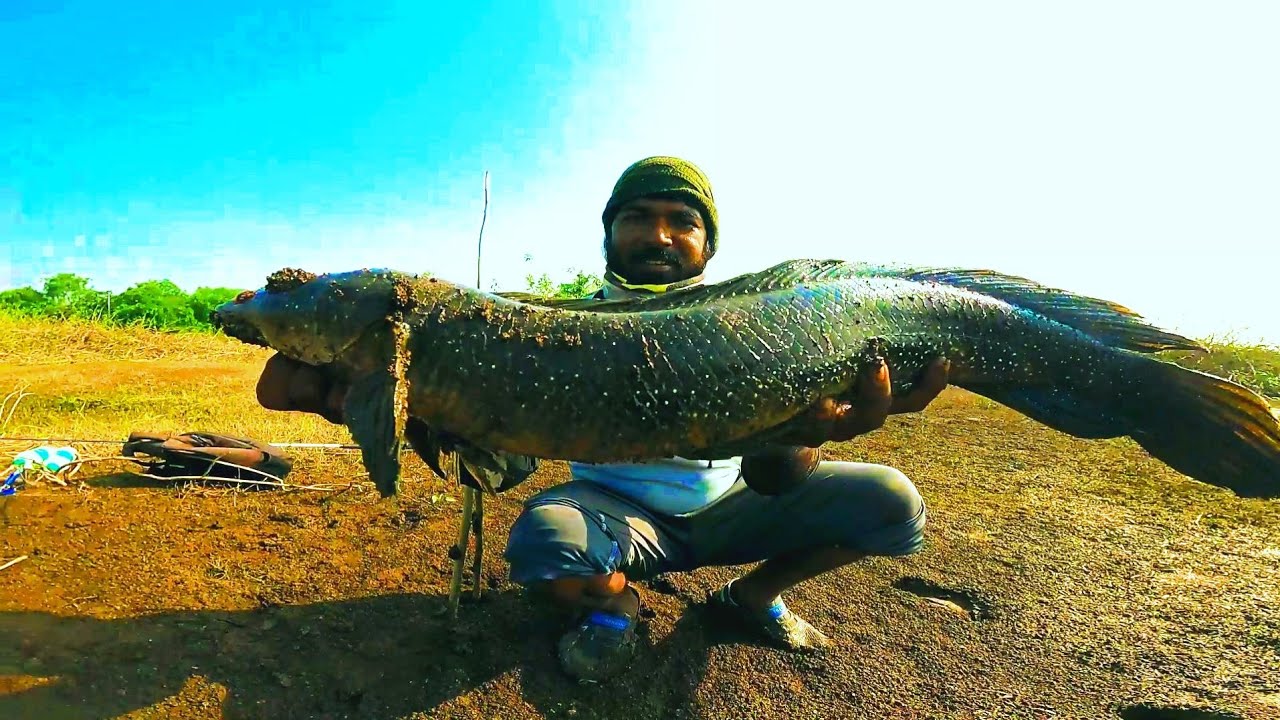 Big Gaint Snakehead (Murrel) Fishing Tips And Tricks For Beginners ...