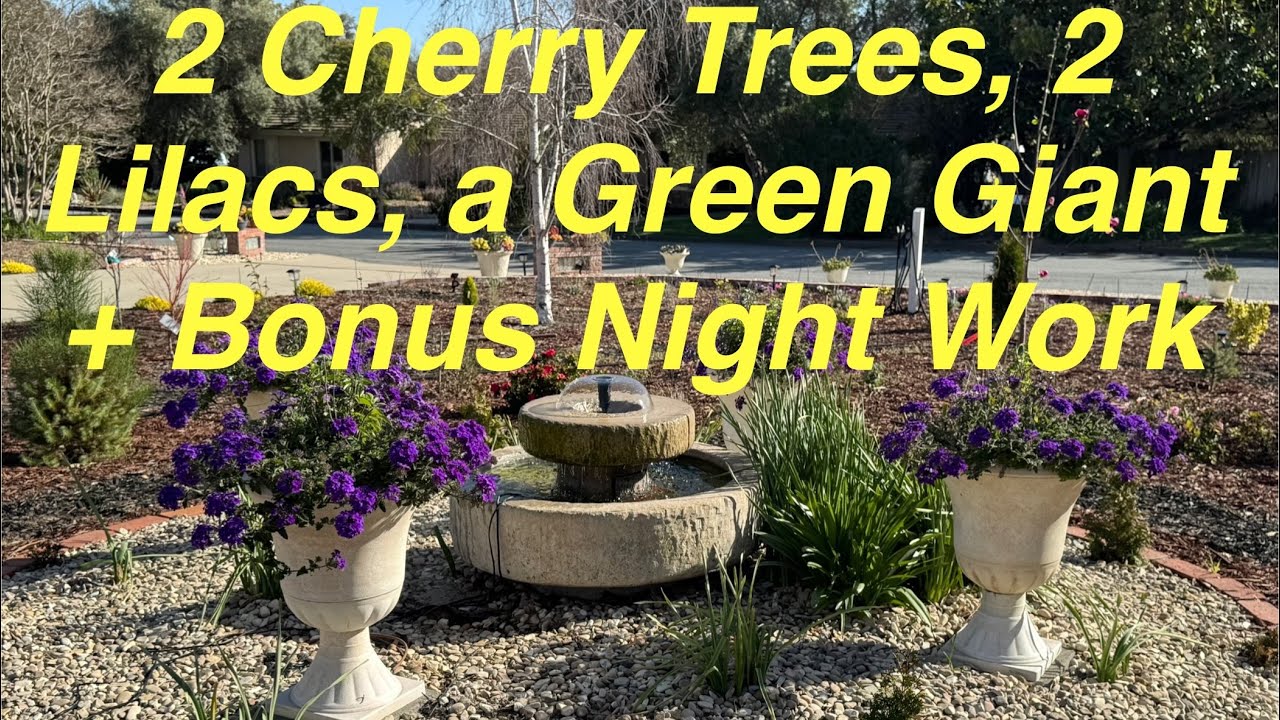 Planting 2 Triple Cherry Trees, 2 Lilacs, a Green Giant and Bonus Night ...