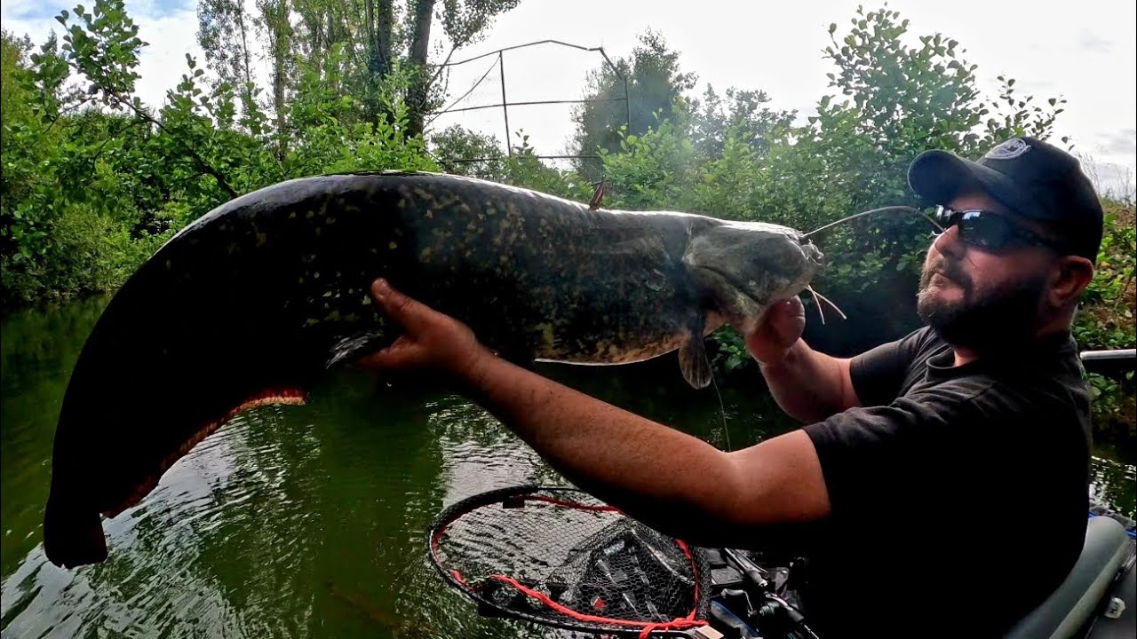 Silure au PDL Bait Finesse Jig Evo + One Up Shad 4" (Tiemco/Sawamura ...