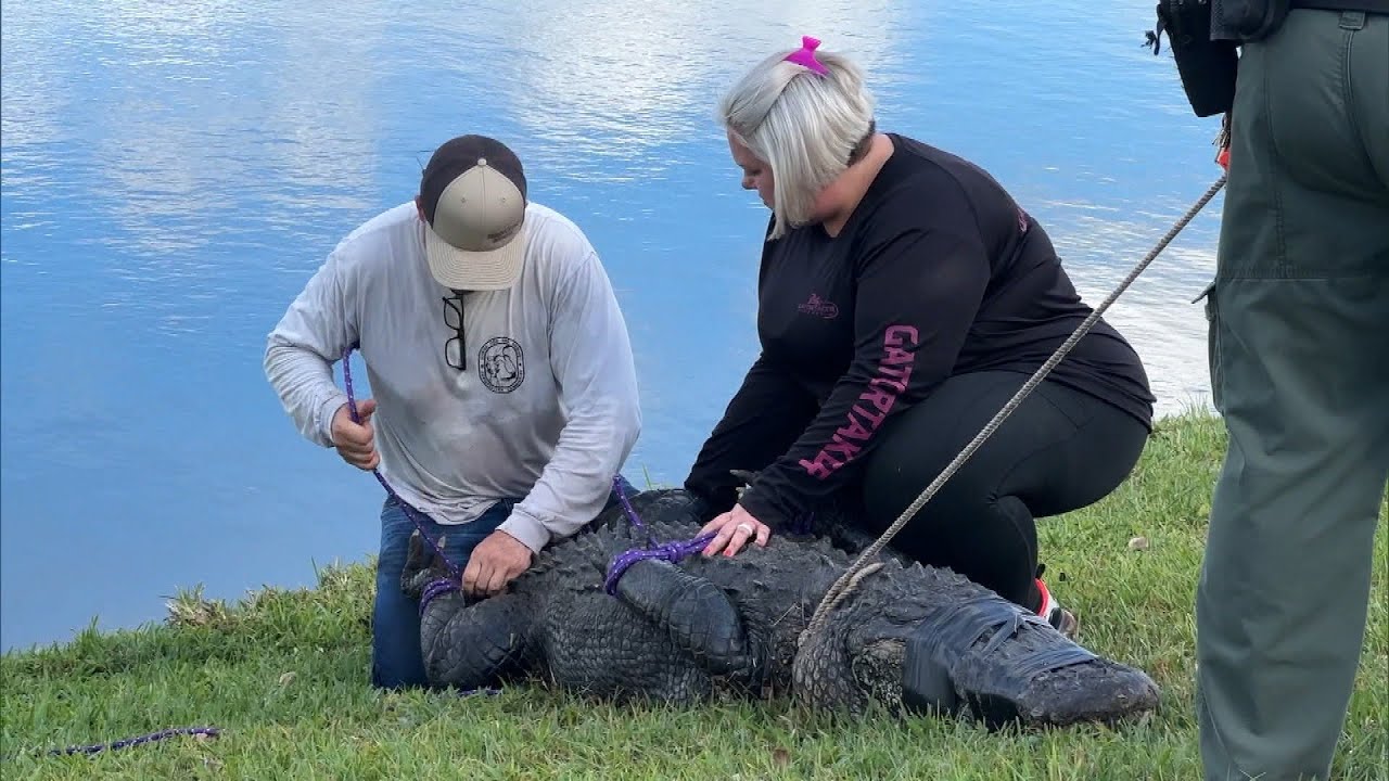Gator Expert Warns of Walking Your Pets Near Edge of Water - YouTube