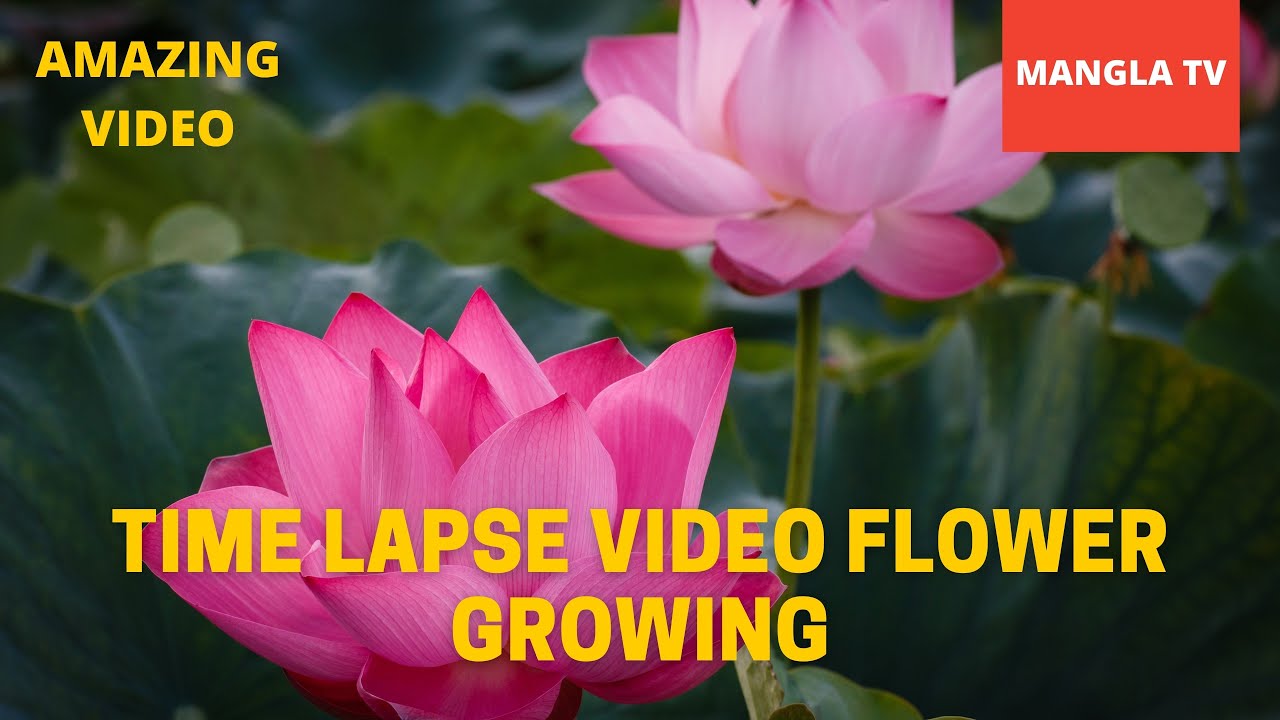 time lapse video flower growing | beautiful blooming flowers time lapse ...