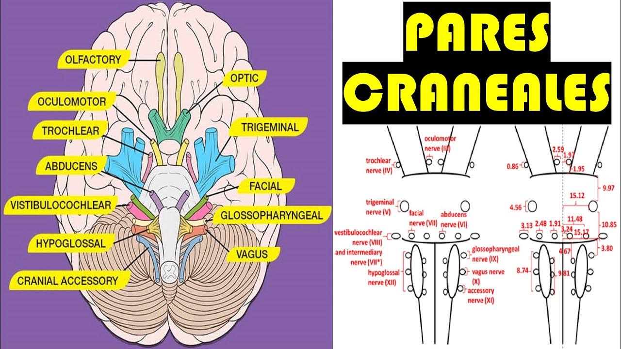 ORIGEN REAL Y APARENTE DE LOS PARES CRANEALES, DISTRIBUCIÓN Y FUNCIONES MOTORAS. - YouTube