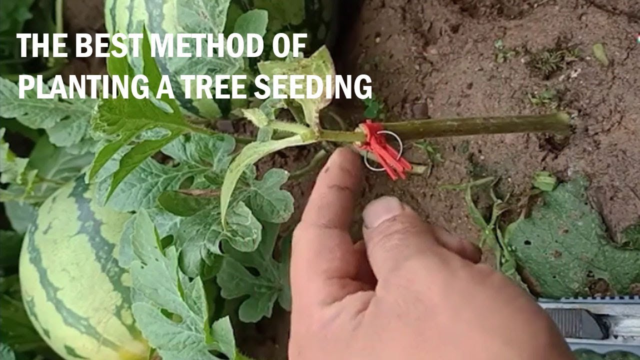 The Best Method of Planting a Tree Seedling - YouTube
