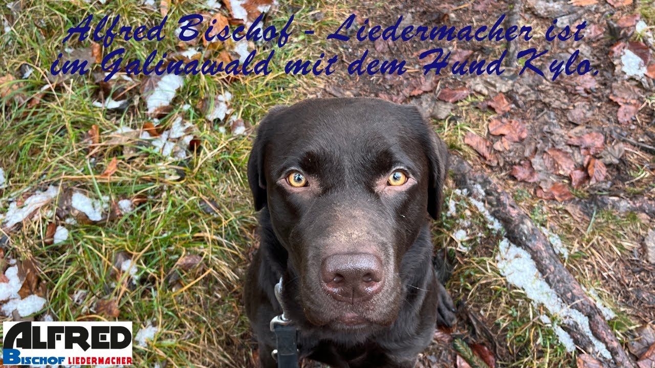 Im Galinawald mit Hund Kylo - YouTube