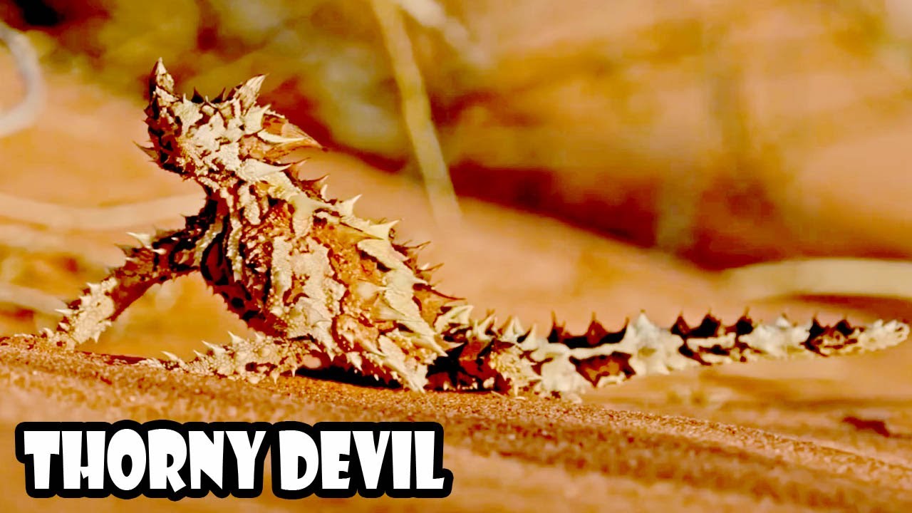 Thorny Devil #Kadal Berduri Bikin Pemangsa Takut Untuk Memakannya Karena Tubuhnya Dipenuhi Duri ...
