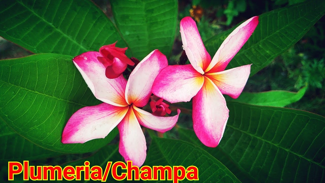 How to care Plumeria/Champa 🌸 - YouTube