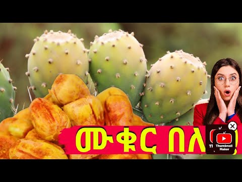 🛑ምቁር በለስ ትግራይ #cactus #fruit of #tigray #ethereum #tigraynews#gedliplus ...