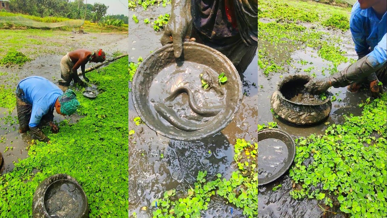 asian traditional fishing - fish catching in mud water pond - fishing ...