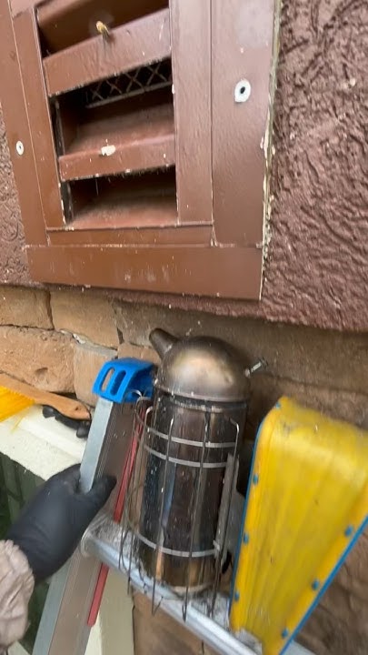 Honey Bees in a Bathroom Vent - YouTube