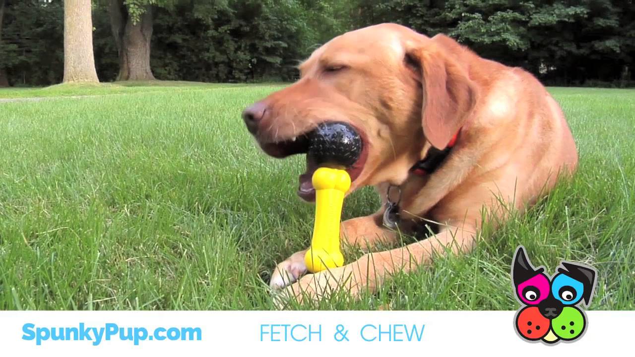Fetch & Chew | Spunky Pup | Dog Toys - YouTube