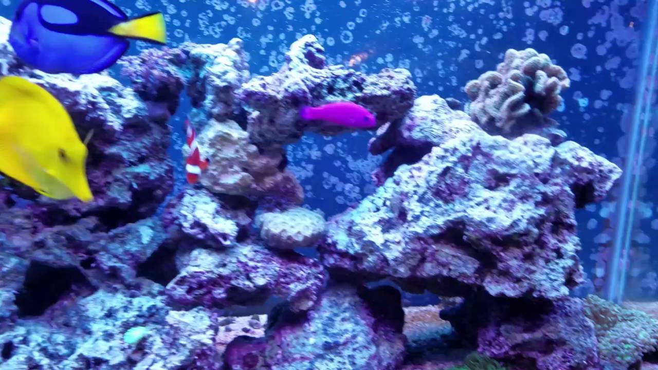 Yellow tang being pet - YouTube