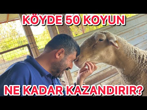 Koyunculuk Karlı mı? 50 Koyunla Köyde Ne Kadar Kazanılır?