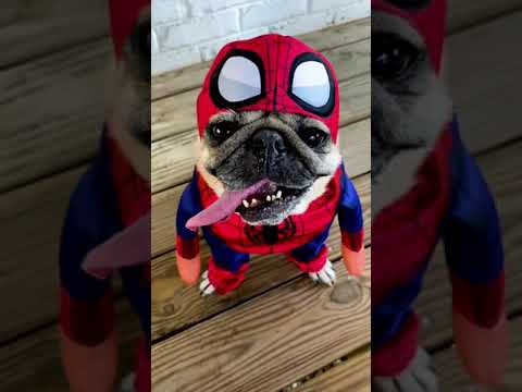 My Spider-Pug Video Hit 100M Views on YouTube!! 🕷 - YouTube
