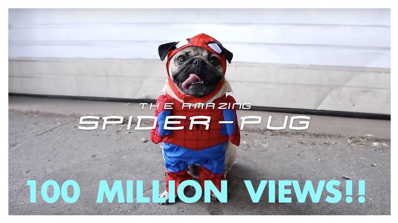 My Spider-Pug Video Hit 100M Views on YouTube!! 🕷 - YouTube